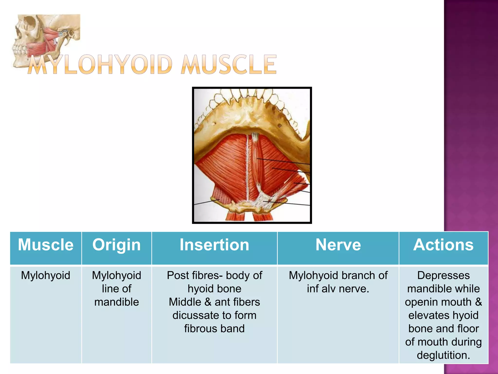 muscles of mastication and deglutition | PPT