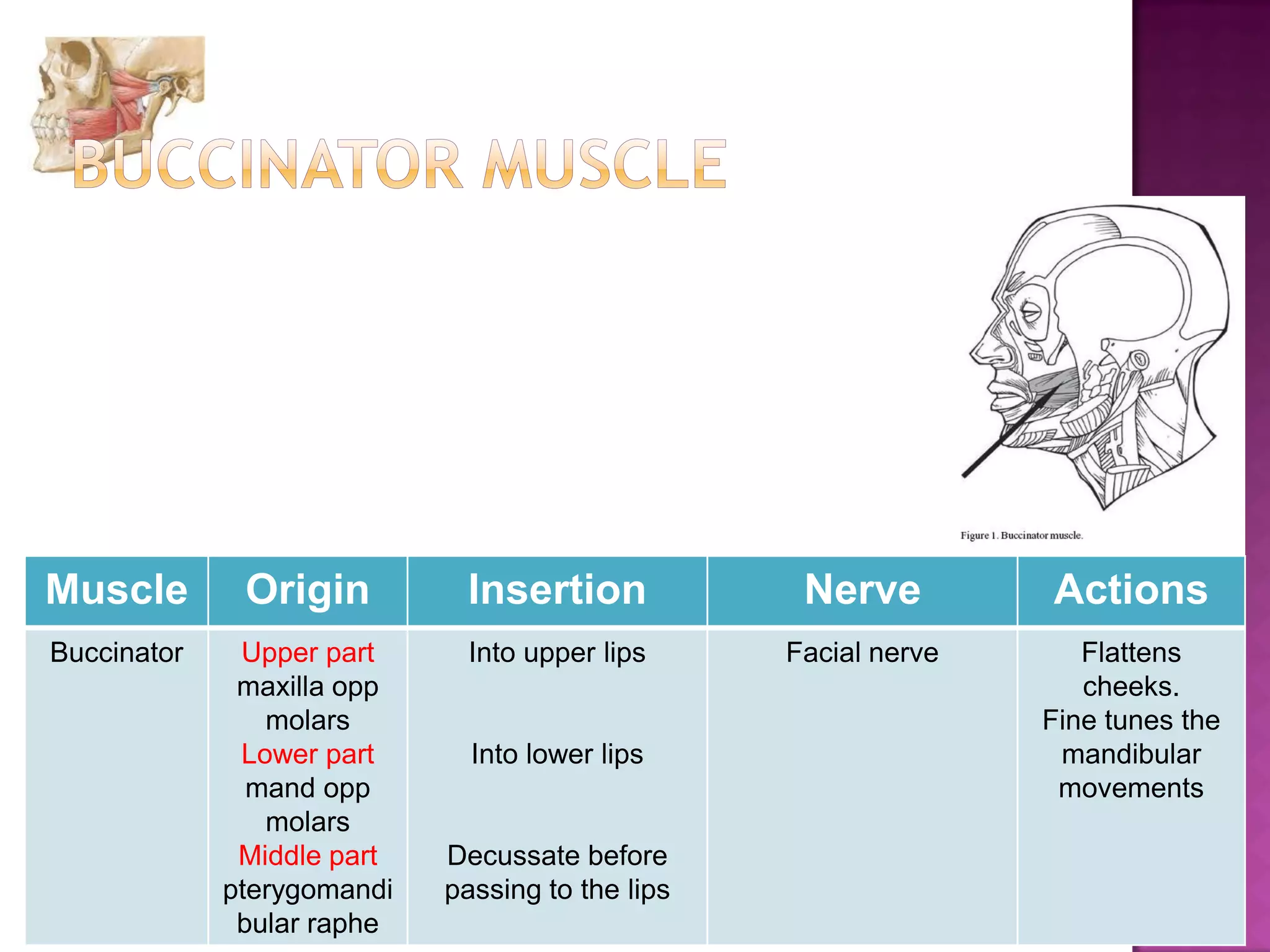 muscles of mastication and deglutition | PPT