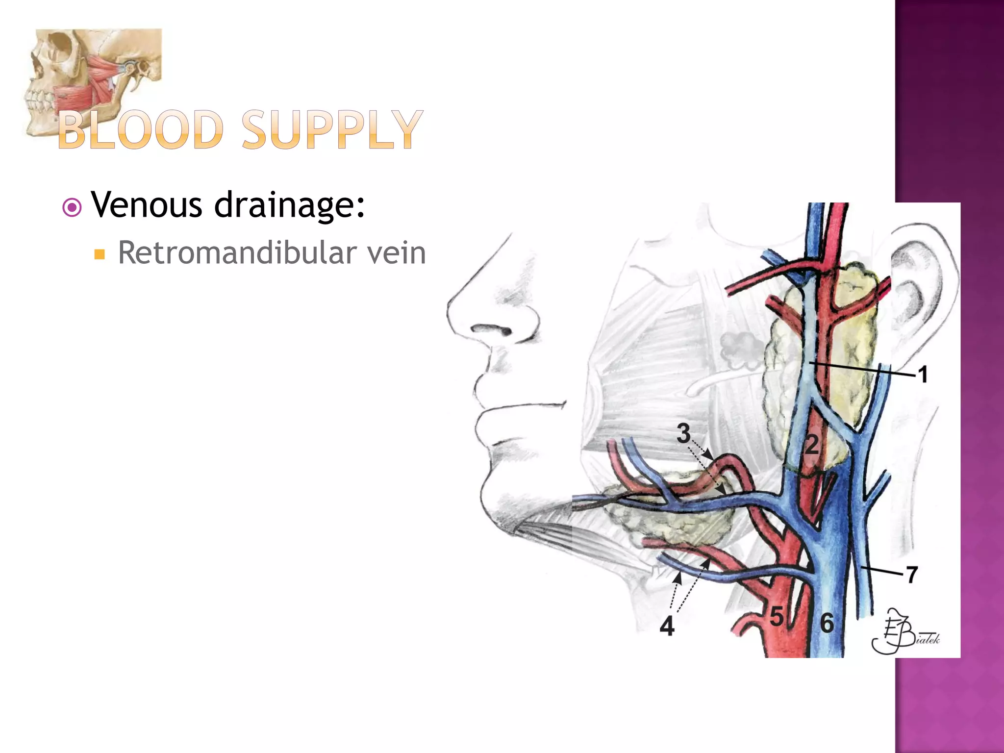 muscles of mastication and deglutition | PPT