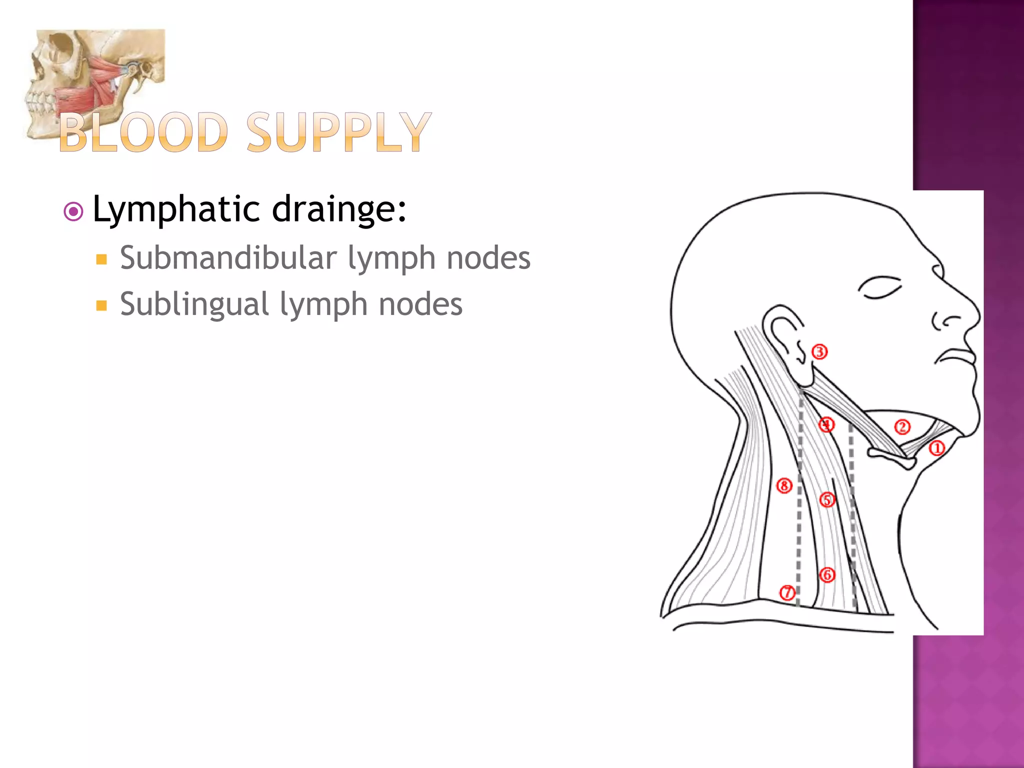 muscles of mastication and deglutition | PPT