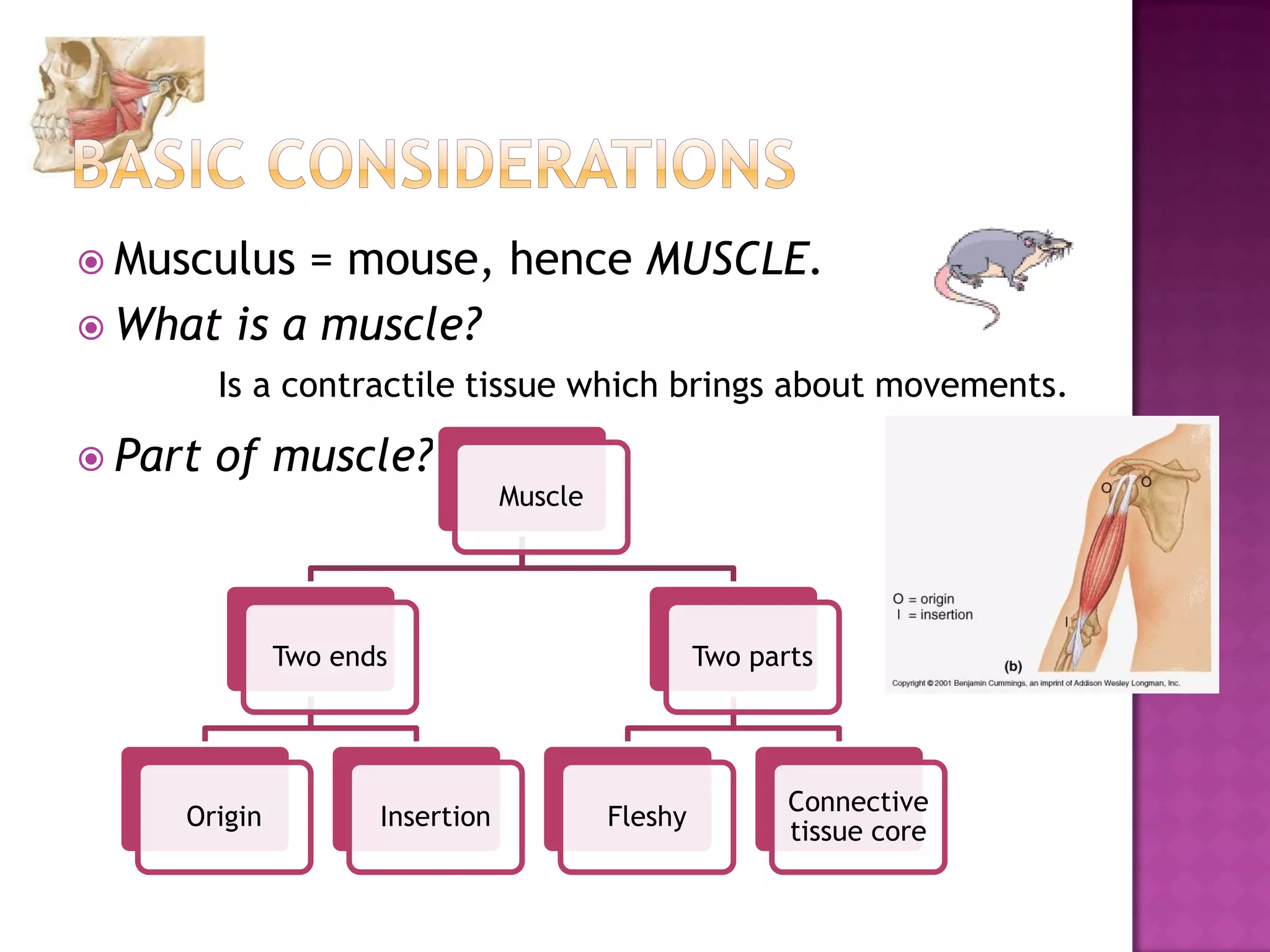 muscles of mastication and deglutition | PPT