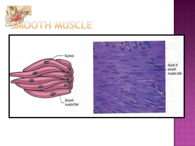 muscles of mastication and deglutition | PPT