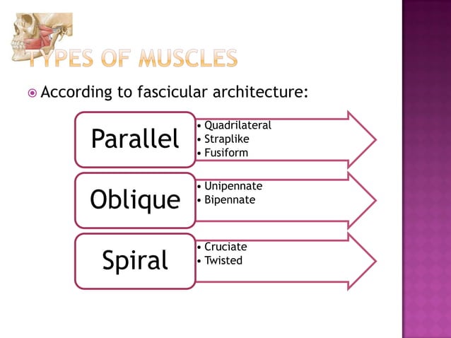 muscles of mastication and deglutition | PPT
