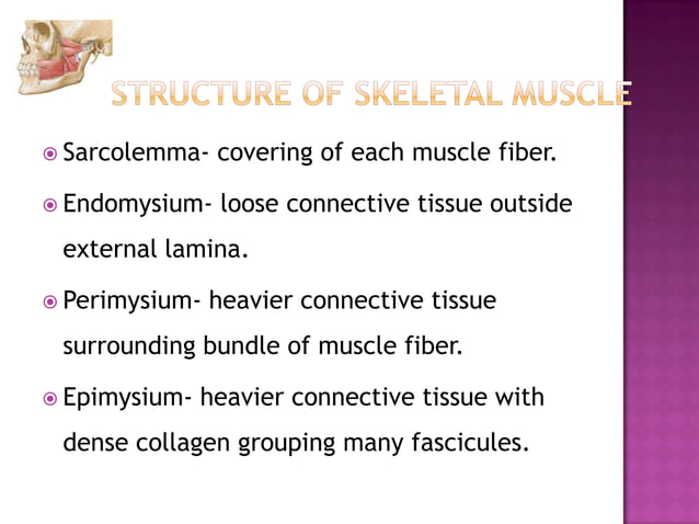 muscles of mastication and deglutition | PPT