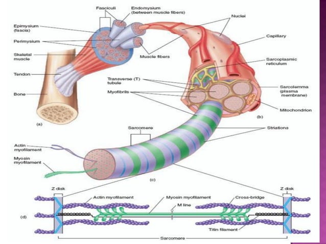 muscles of mastication and deglutition | PPT