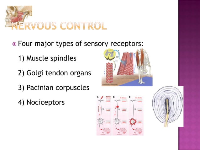 muscles of mastication and deglutition | PPT