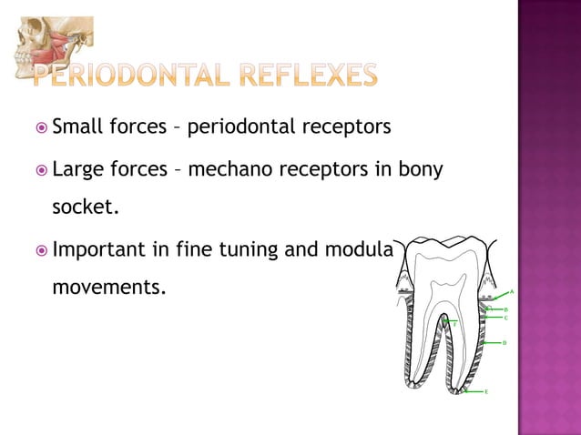 muscles of mastication and deglutition | PPT