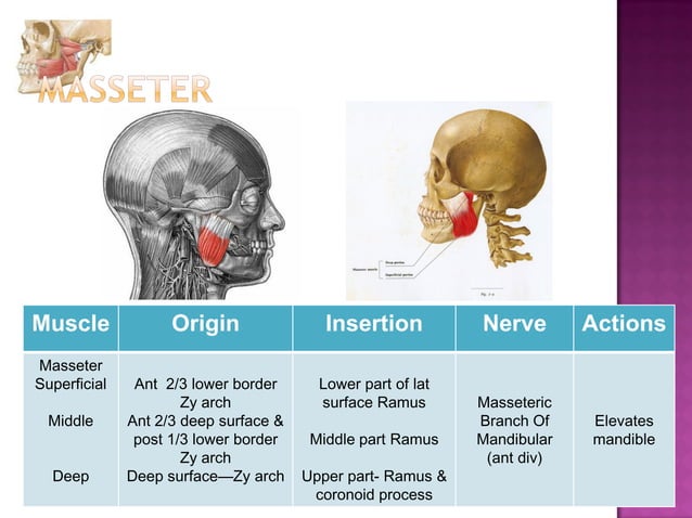 muscles of mastication and deglutition | PPT