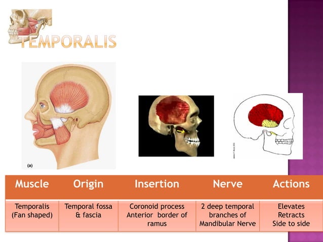 muscles of mastication and deglutition | PPT