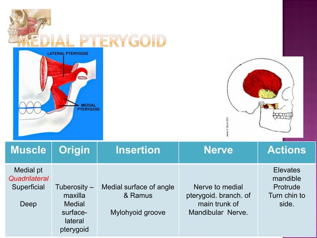 muscles of mastication and deglutition | PPT