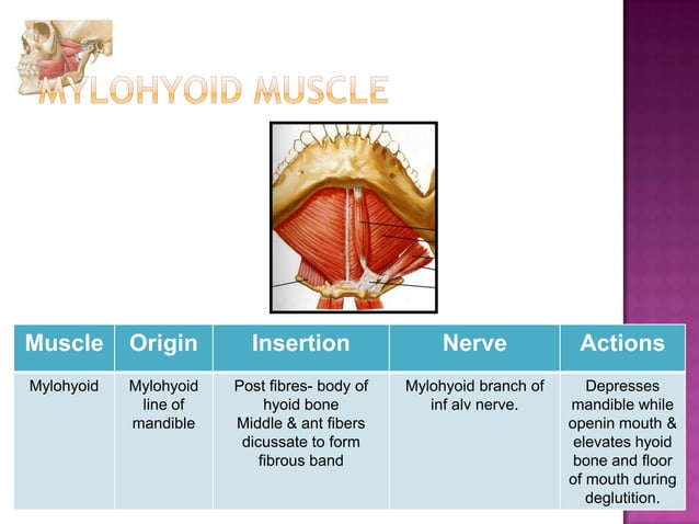 muscles of mastication and deglutition | PPT