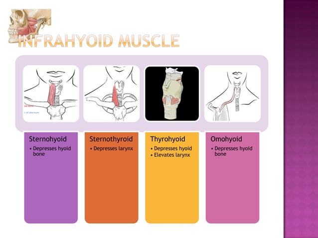 muscles of mastication and deglutition | PPT