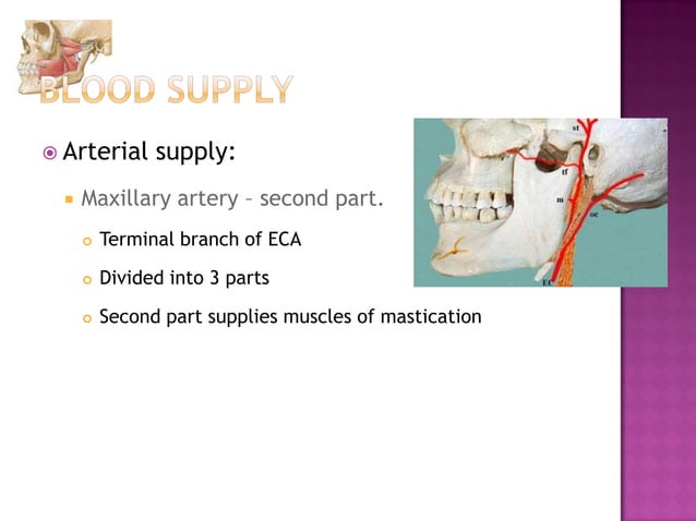 muscles of mastication and deglutition | PPT