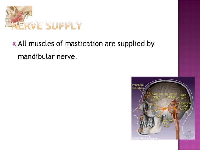 muscles of mastication and deglutition | PPT