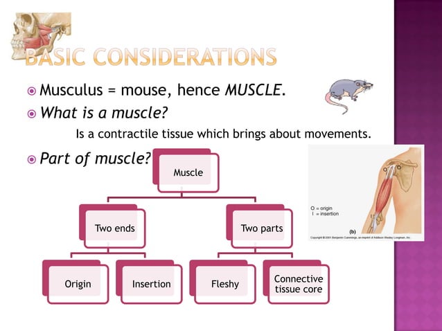 muscles of mastication and deglutition | PPT