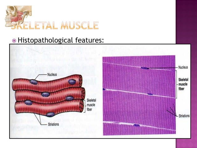 muscles of mastication and deglutition | PPT