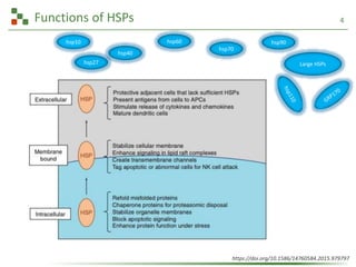 The Heat Shock Proteins and Their Roles in Cancer Immunotherapy | PPT