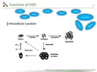 The Heat Shock Proteins and Their Roles in Cancer Immunotherapy | PPT