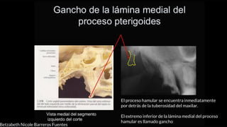 Anatomía Radiográfica Intraoral | PDF