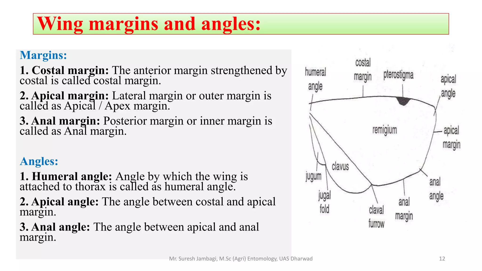 Insect wing, their modifications and wing coupling mechanism | PPTX