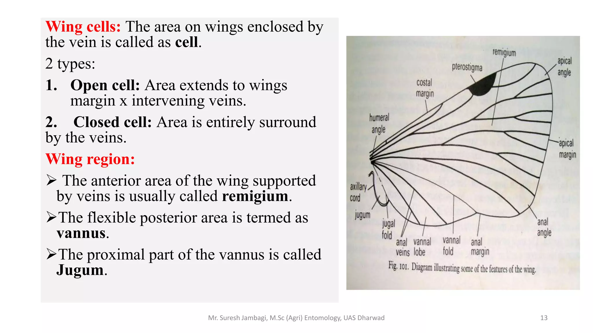 Insect wing, their modifications and wing coupling mechanism | PPTX