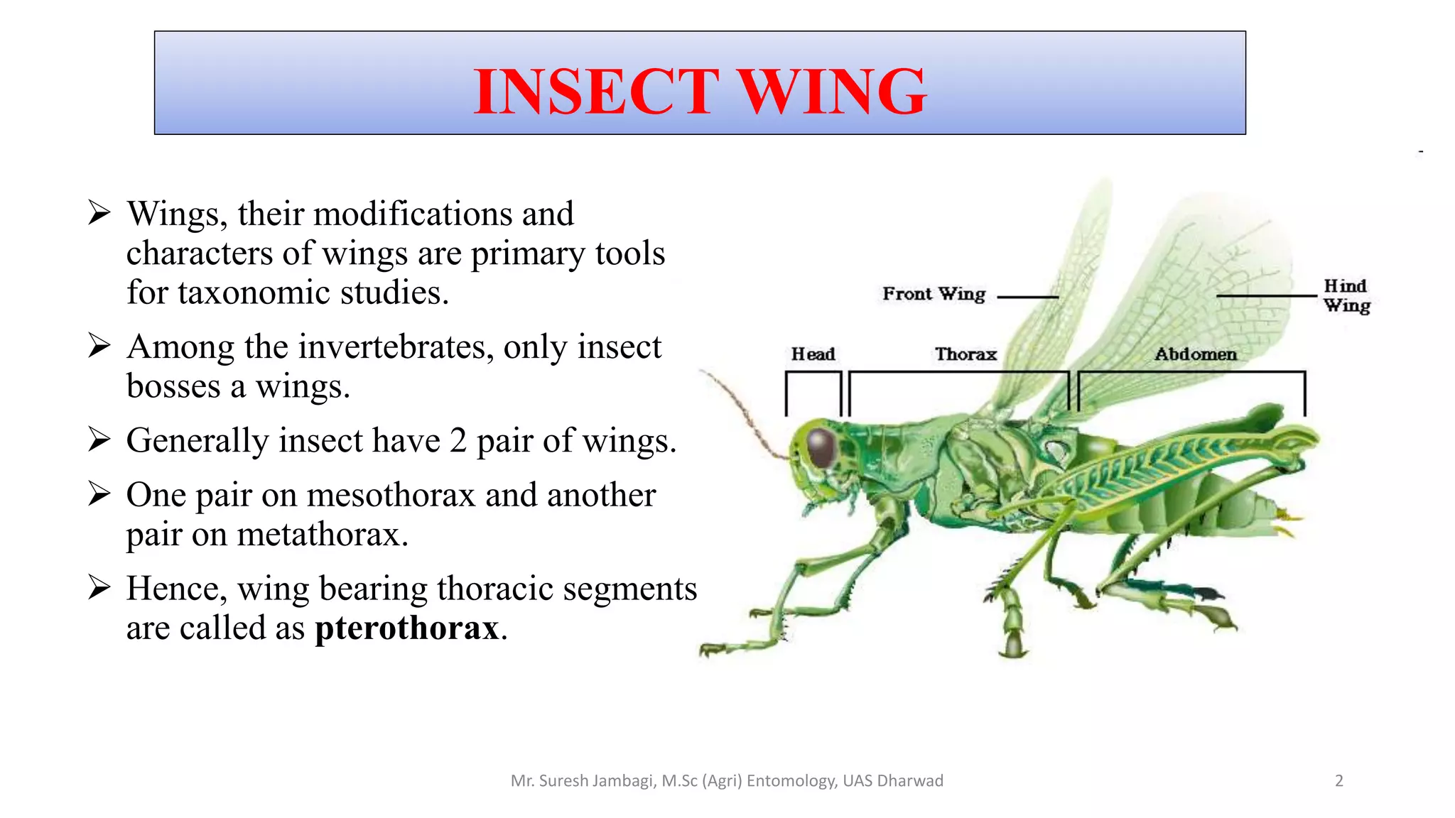 Insect wing, their modifications and wing coupling mechanism | PPTX