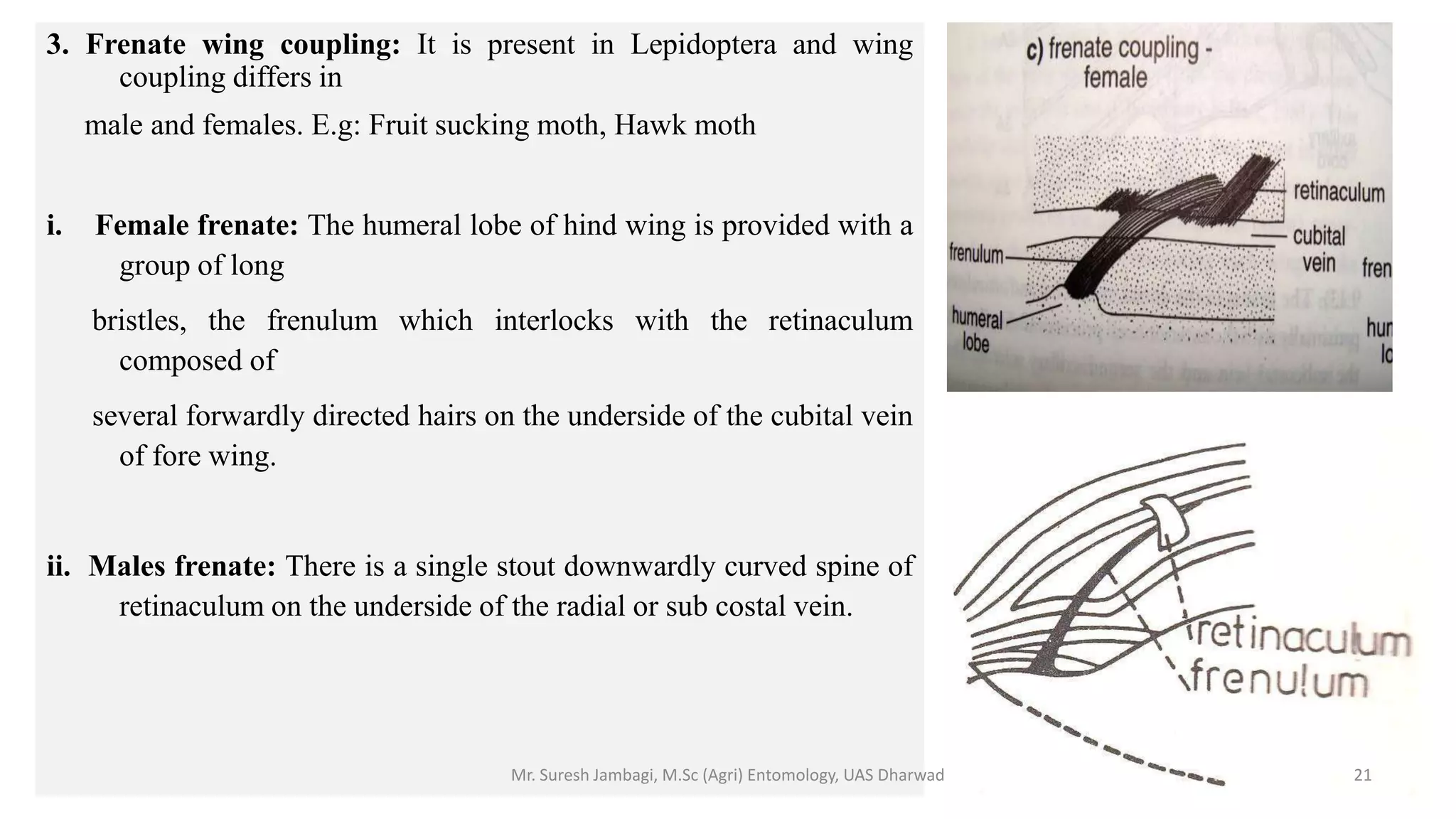 Insect wing, their modifications and wing coupling mechanism | PPTX