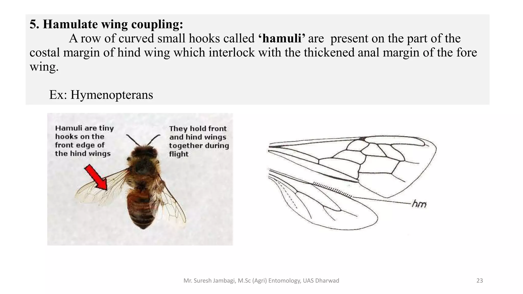 Insect wing, their modifications and wing coupling mechanism | PPTX