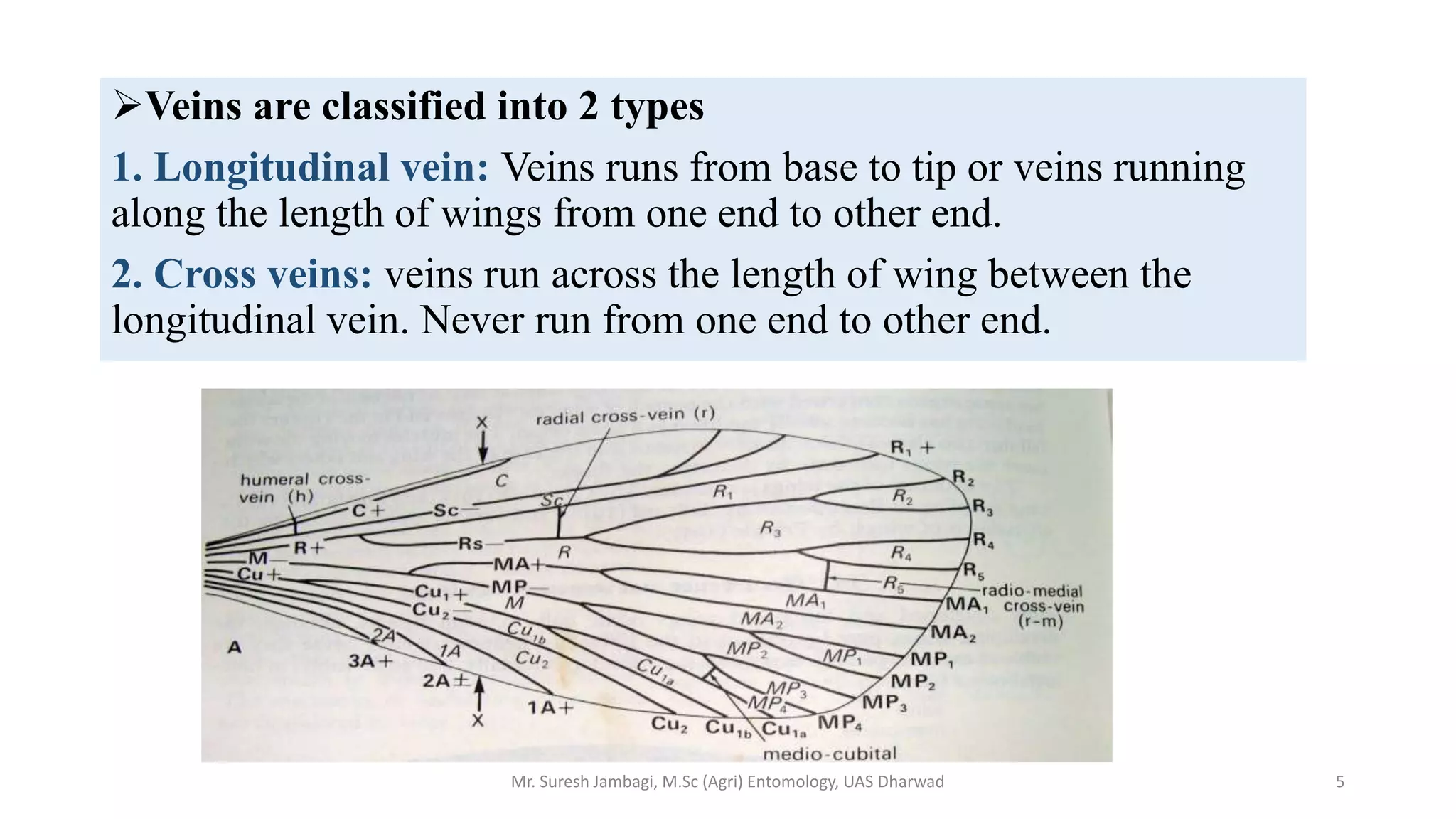 Insect wing, their modifications and wing coupling mechanism | PPTX