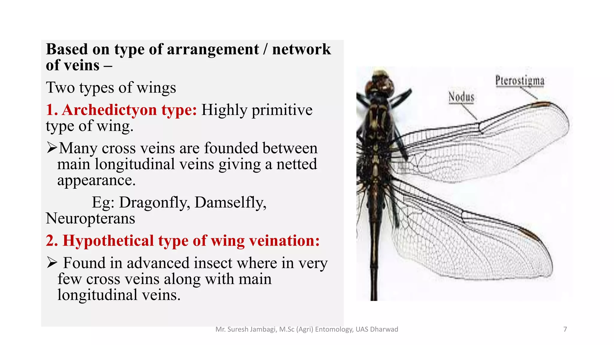 Insect wing, their modifications and wing coupling mechanism | PPTX