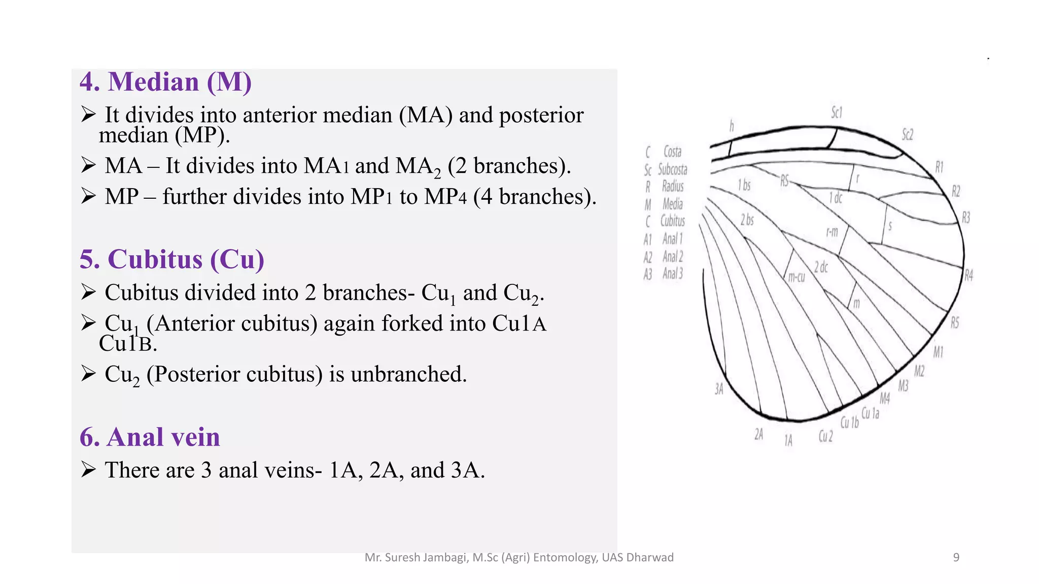 Insect wing, their modifications and wing coupling mechanism | PPTX
