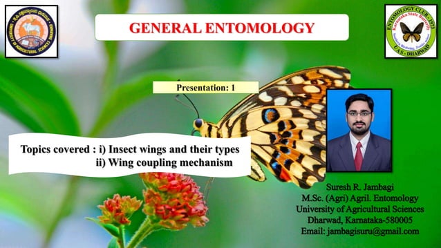 Insect wing, their modifications and wing coupling mechanism | PPTX ...