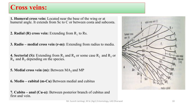 Insect wing, their modifications and wing coupling mechanism | PPTX ...