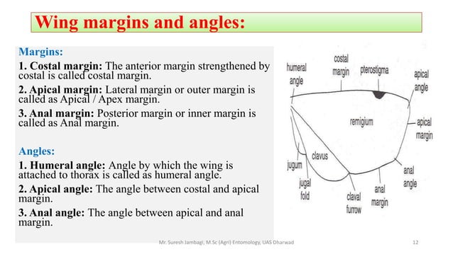Insect wing, their modifications and wing coupling mechanism | PPTX ...