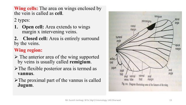 Insect wing, their modifications and wing coupling mechanism | PPTX ...