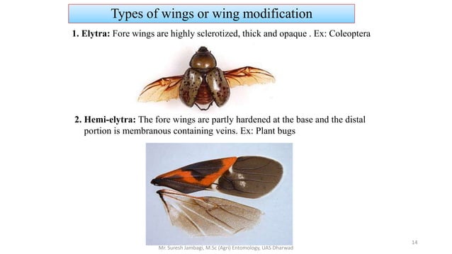 Insect wing, their modifications and wing coupling mechanism | PPTX ...