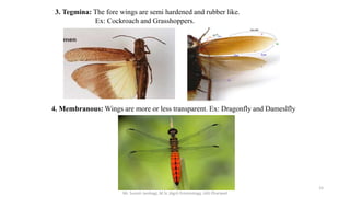 Insect wing, their modifications and wing coupling mechanism | PPTX