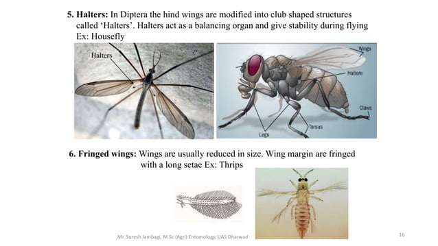 Insect wing, their modifications and wing coupling mechanism | PPTX ...