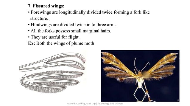 Insect wing, their modifications and wing coupling mechanism | PPTX ...
