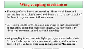 Insect wing, their modifications and wing coupling mechanism | PPTX