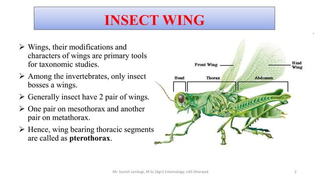 Insect wing, their modifications and wing coupling mechanism | PPTX ...