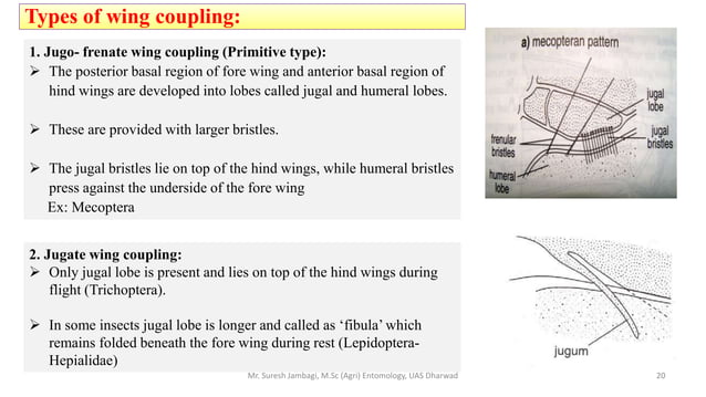 Insect wing, their modifications and wing coupling mechanism | PPTX ...