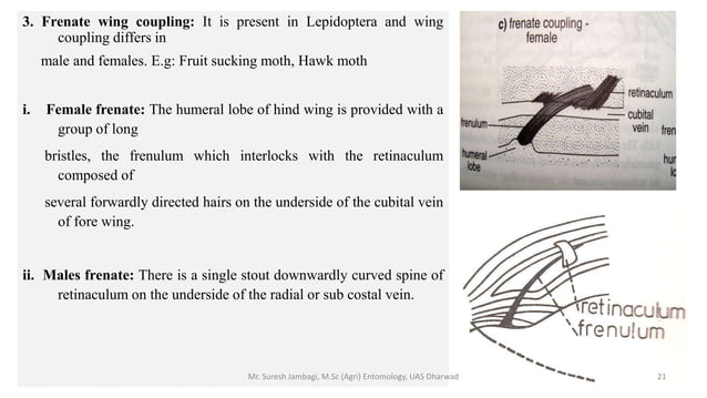 Insect wing, their modifications and wing coupling mechanism | PPTX ...