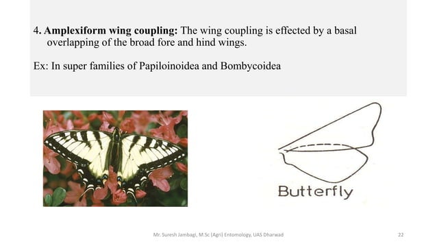 Insect wing, their modifications and wing coupling mechanism | PPTX ...