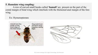 Insect wing, their modifications and wing coupling mechanism | PPTX