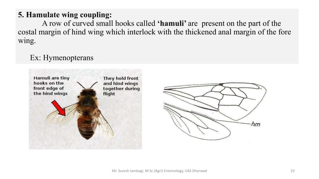 Insect wing, their modifications and wing coupling mechanism | PPTX ...