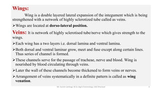 Insect wing, their modifications and wing coupling mechanism | PPTX