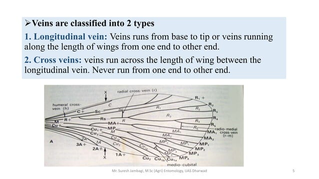 Insect wing, their modifications and wing coupling mechanism | PPTX ...