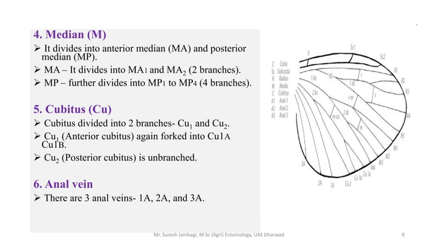 Insect wing, their modifications and wing coupling mechanism | PPTX ...