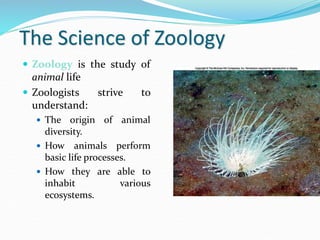 Animal Diversity ........ Introduction | PPT